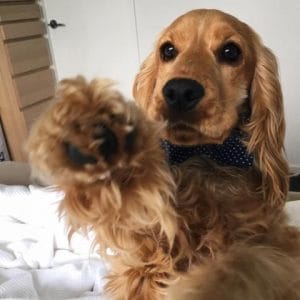 15 Charming And Funny Photos Of Cocker Spaniels - Page 2 of 4 - PetPress