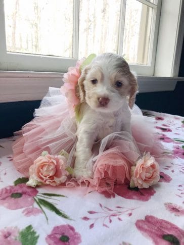 14 Amazing Cocker Spaniel Photos That You'll Be Reviewing Over And Over ...