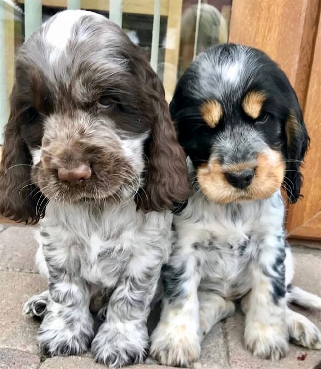 14 Magnificent Facts About English Cocker Spaniels - PetPress