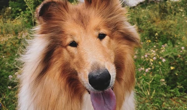 14 Facts About Collies And Why We Love Them - PetPress