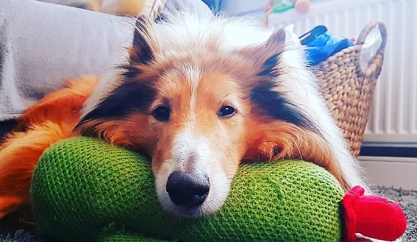 14 Amazing Facts About Collies That Will Blow Your Mind - PetPress