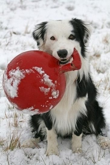 14 Funny Collies Who Love Snow - PetPress