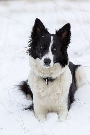 14 Funny Collies Who Love Snow - PetPress