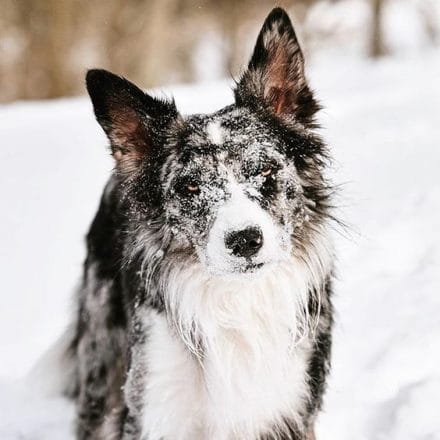 14 Funny Collies Who Love Snow - PetPress