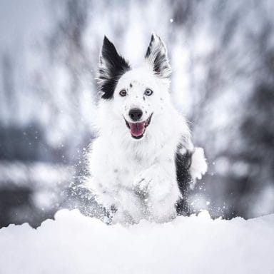 14 Funny Collies Who Love Snow - PetPress