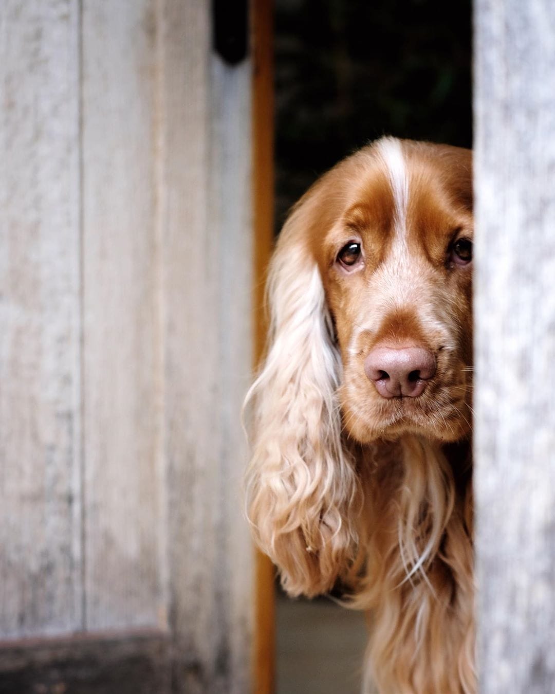 14 Facts About English Cocker Spaniels - PetPress