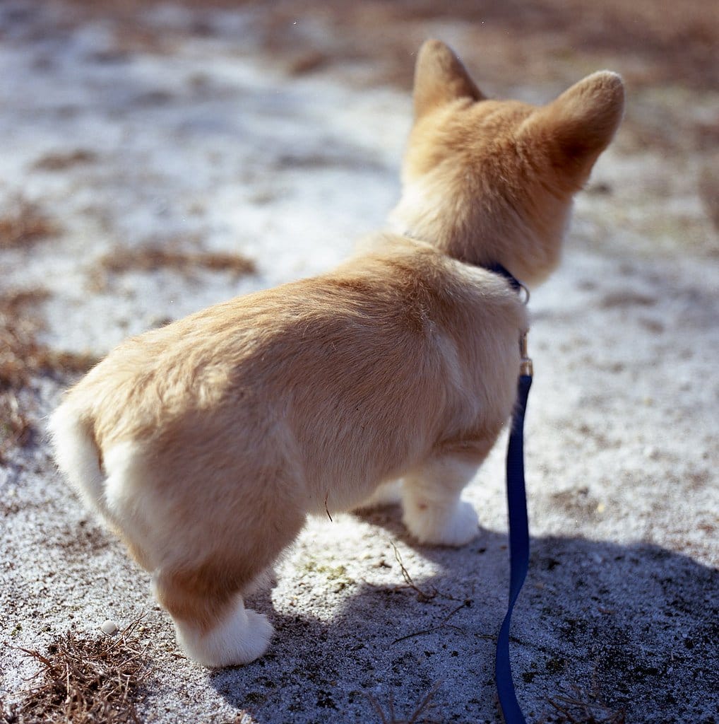 14 Wonderful Facts About Corgis - PetPress