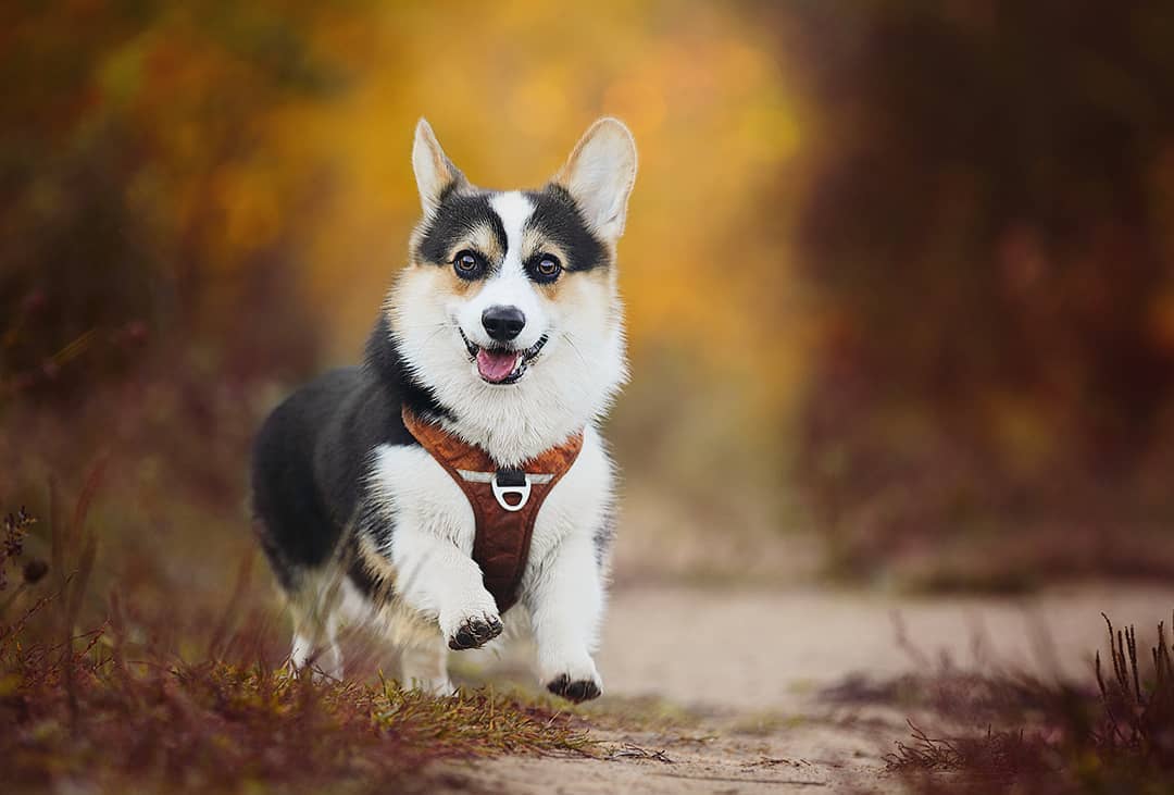 14 Funny Corgi Facts To Make You Fall In Love With Them - PetPress
