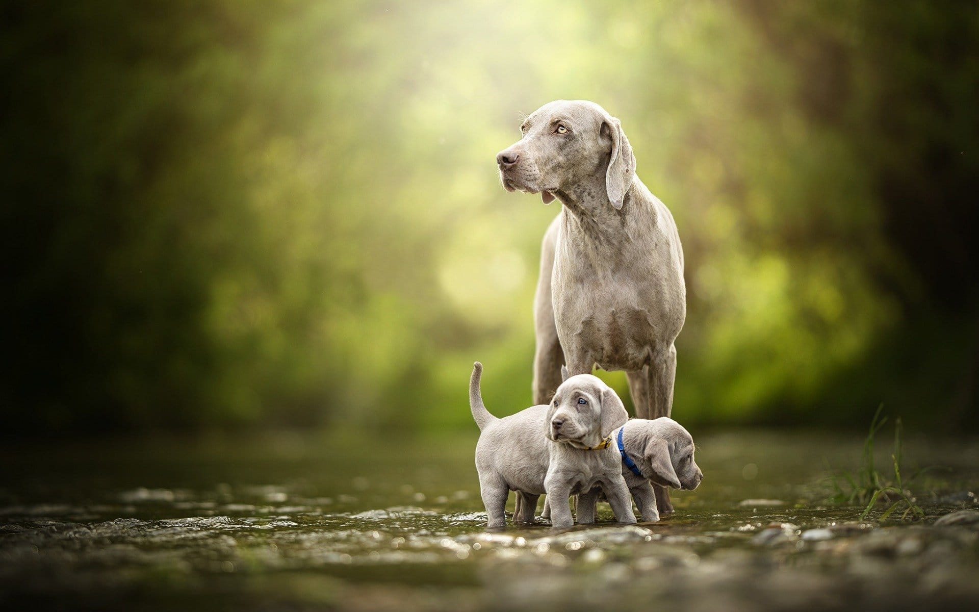 14 Noble Facts About Weimaraners - PetPress