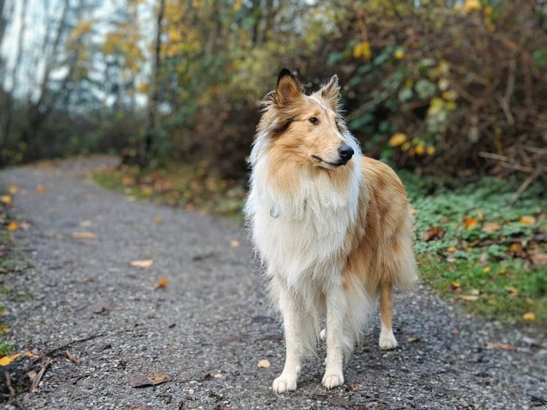 14 Amazing Facts About Collies That Will Blow Your Mind - PetPress