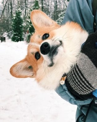 14 Cute Corgis That Love Snow And Winter - PetPress