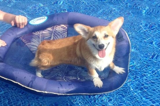 14 Funny Corgi Pictures Floating In The Pool - PetPress