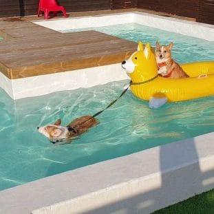 14 Funny Corgi Pictures Floating In The Pool - PetPress