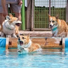 14 Funny Corgi Pictures Floating In The Pool - Page 2 of 4 - PetPress
