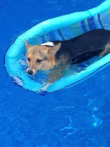 14 Funny Corgi Pictures Floating In The Pool - Page 2 of 4 - PetPress