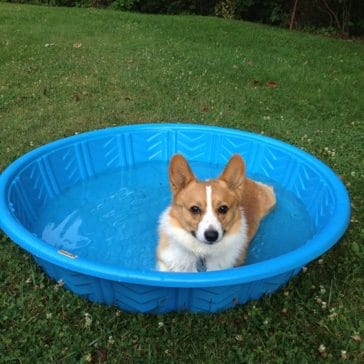 14 Funny Corgi Pictures Floating In The Pool - Page 2 of 4 - PetPress