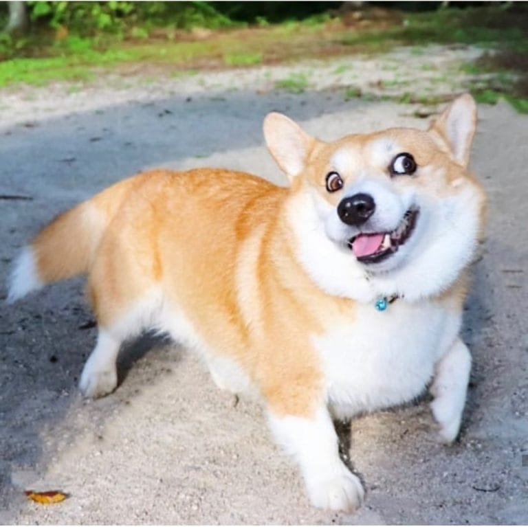17 Hilarious Pictures Of Corgis That Will Brighten Your Day - PetPress