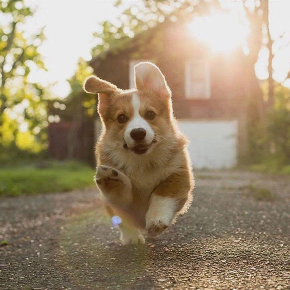 14 Funny Corgi Facts To Make You Fall In Love With Them - PetPress