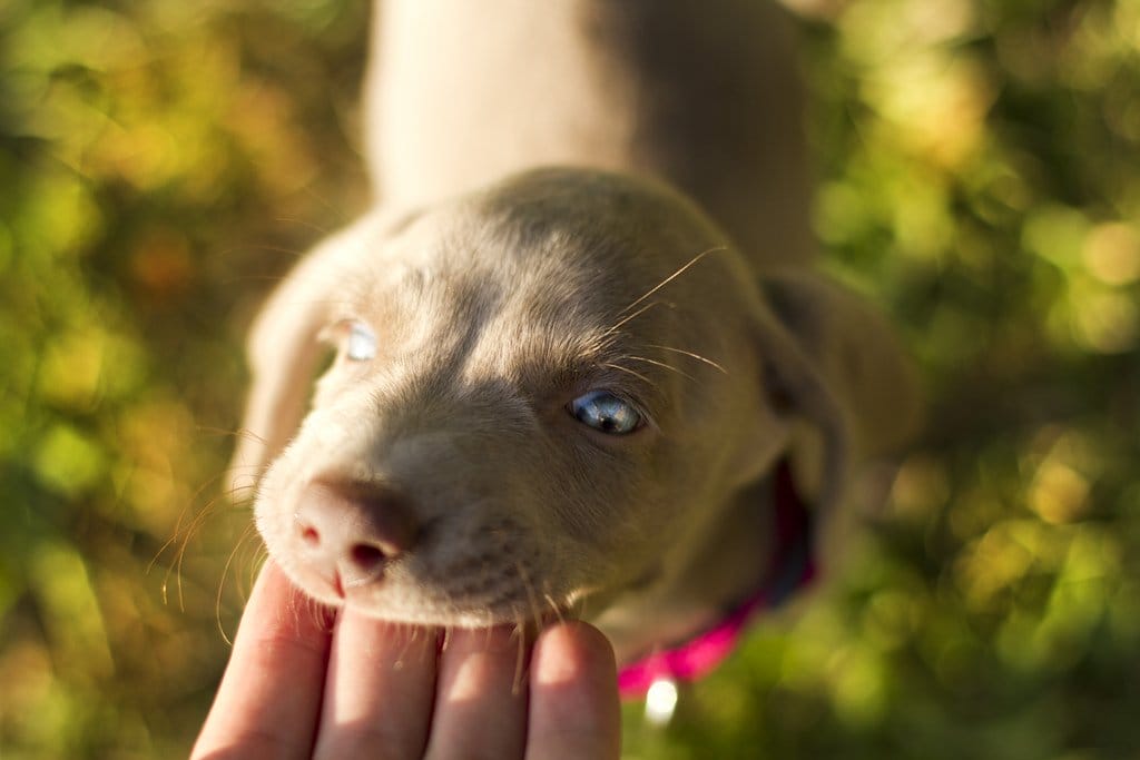 14 Noble Facts About Weimaraners - PetPress