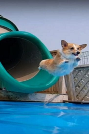 14 Funny Corgi Pictures Floating In The Pool - PetPress