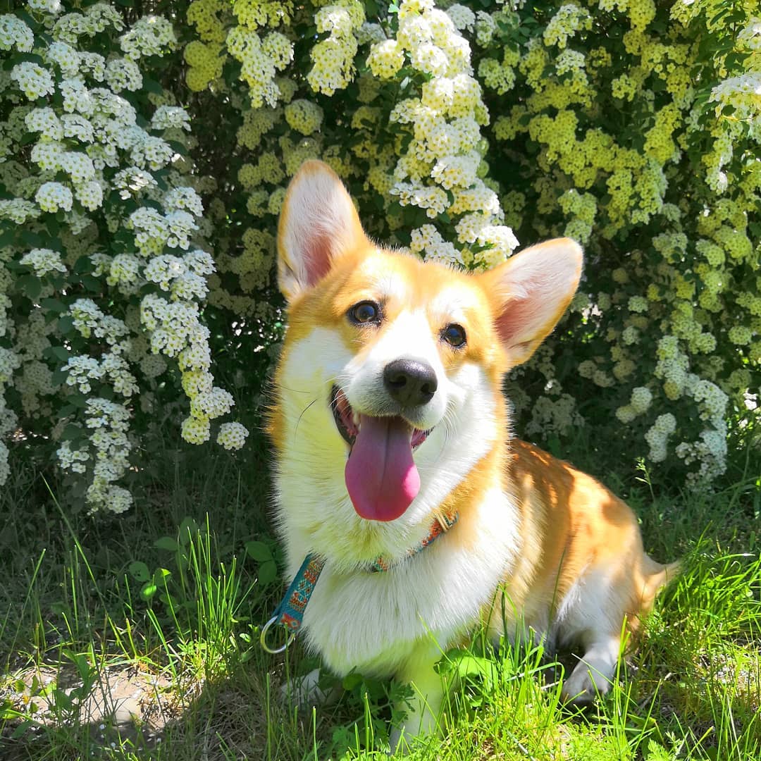14 Adorable Facts About Corgis - PetPress