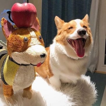 14 Funny Corgi Facts To Make You Fall In Love With Them - PetPress