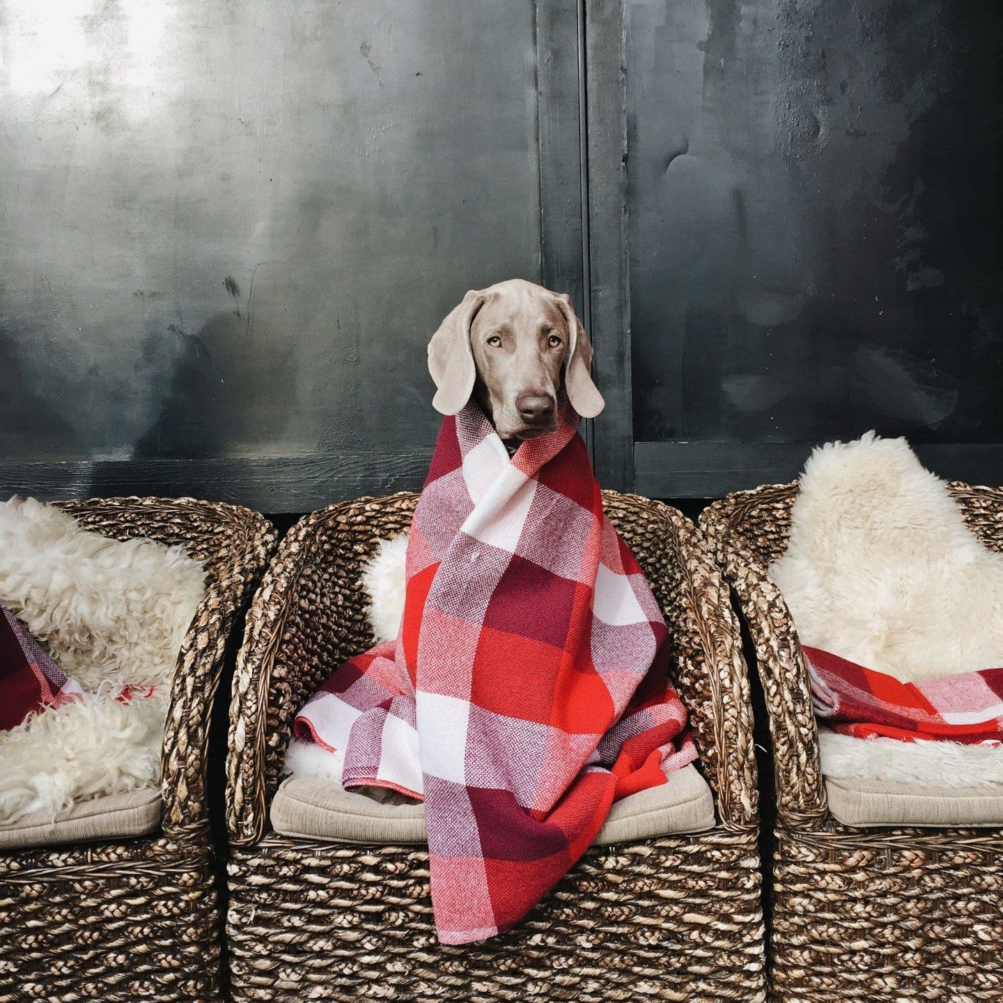 14 Noble Facts About Weimaraners - PetPress