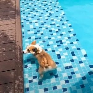 14 Funny Corgi Pictures Floating In The Pool - PetPress