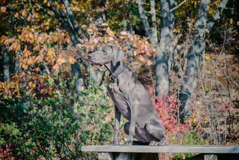 14 Noble Facts About Weimaraners - PetPress
