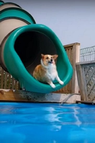 14 Funny Corgi Pictures Floating In The Pool - PetPress