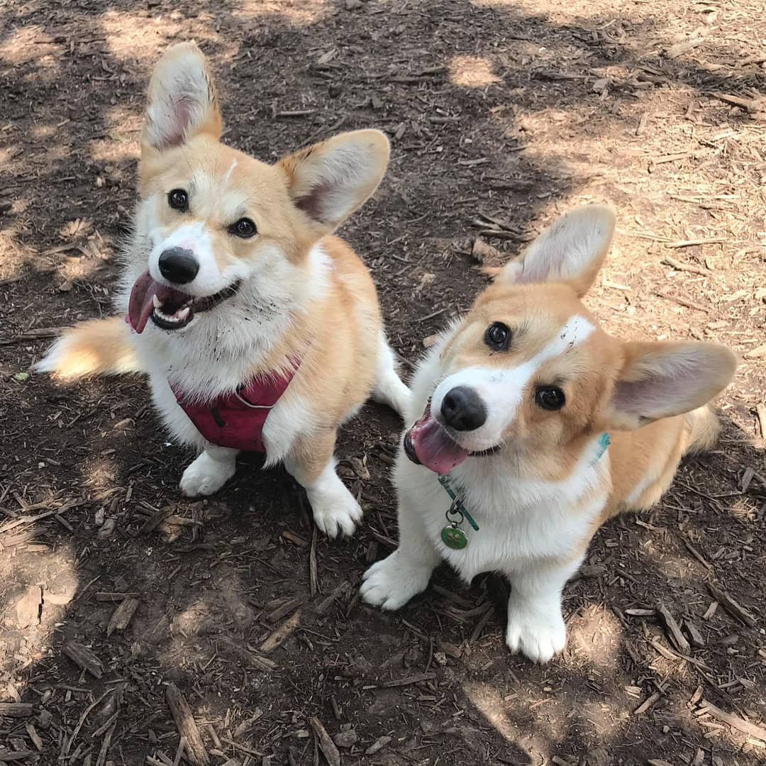 14 Funny Corgi Facts To Make You Fall In Love With Them - PetPress