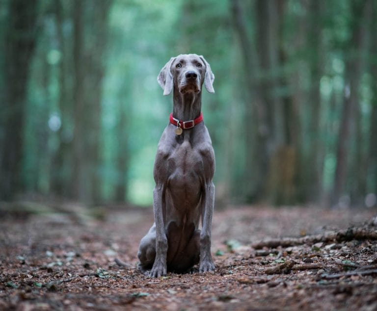 14 Noble Facts About Weimaraners - PetPress