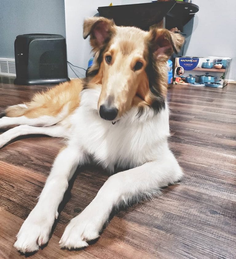 14 Amazing Facts About Collies That Will Blow Your Mind - PetPress