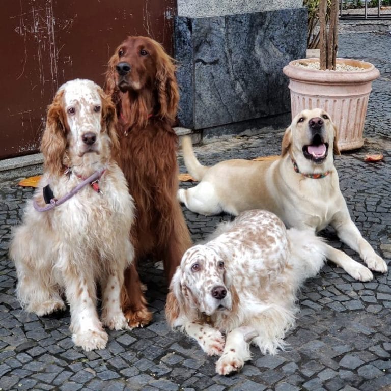 14 Things You Didn't Know About English Setters - PetPress