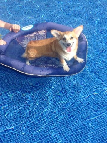 14 Funny Corgi Pictures Floating In The Pool - PetPress