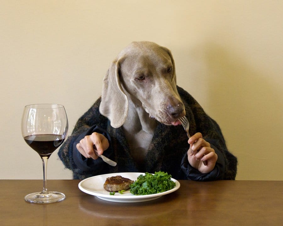 14 Noble Facts About Weimaraners - PetPress
