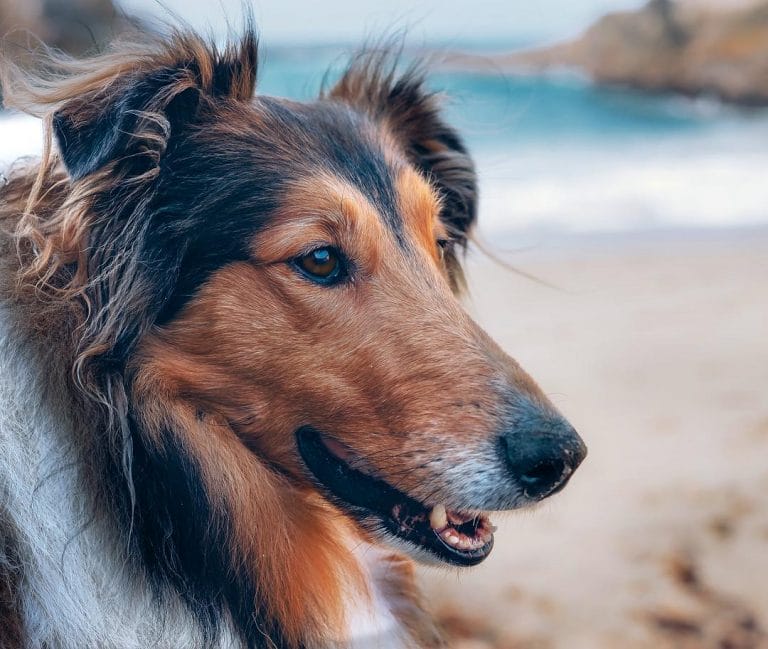 14 Amazing Facts About Collies That Will Blow Your Mind - PetPress