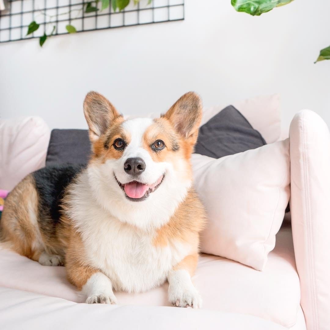 14 Funny Corgi Facts To Make You Fall In Love With Them - PetPress