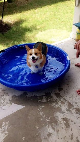 14 Funny Corgi Pictures Floating In The Pool - PetPress