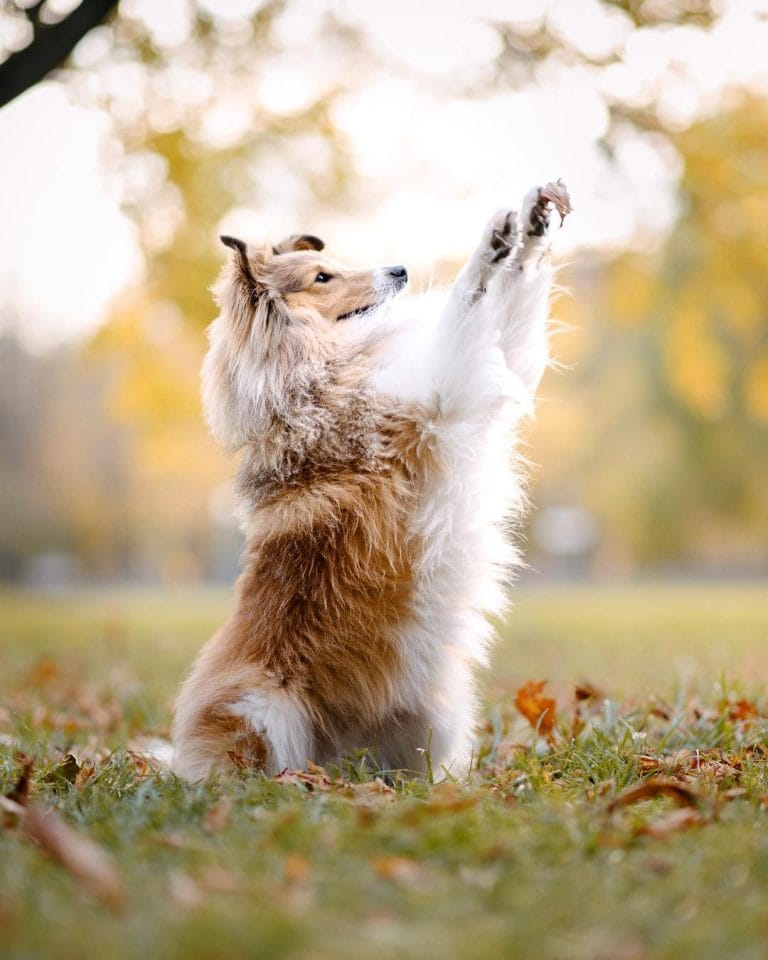 14 Surprising Facts About the Shetland Sheepdog - Page 2 of 4 - PetPress