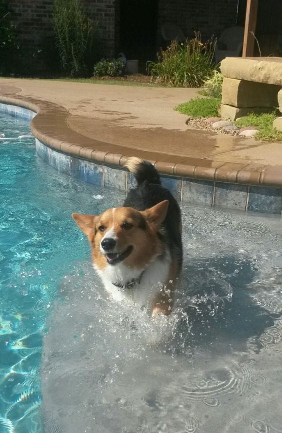 14 Funny Corgi Pictures Floating In The Pool - Page 2 of 4 - PetPress