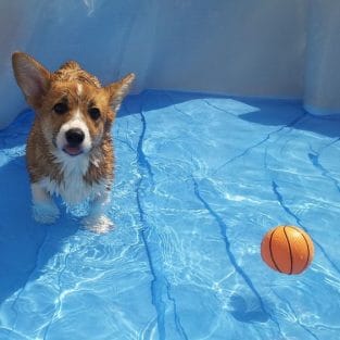 14 Funny Corgi Pictures Floating In The Pool - Page 2 of 4 - PetPress