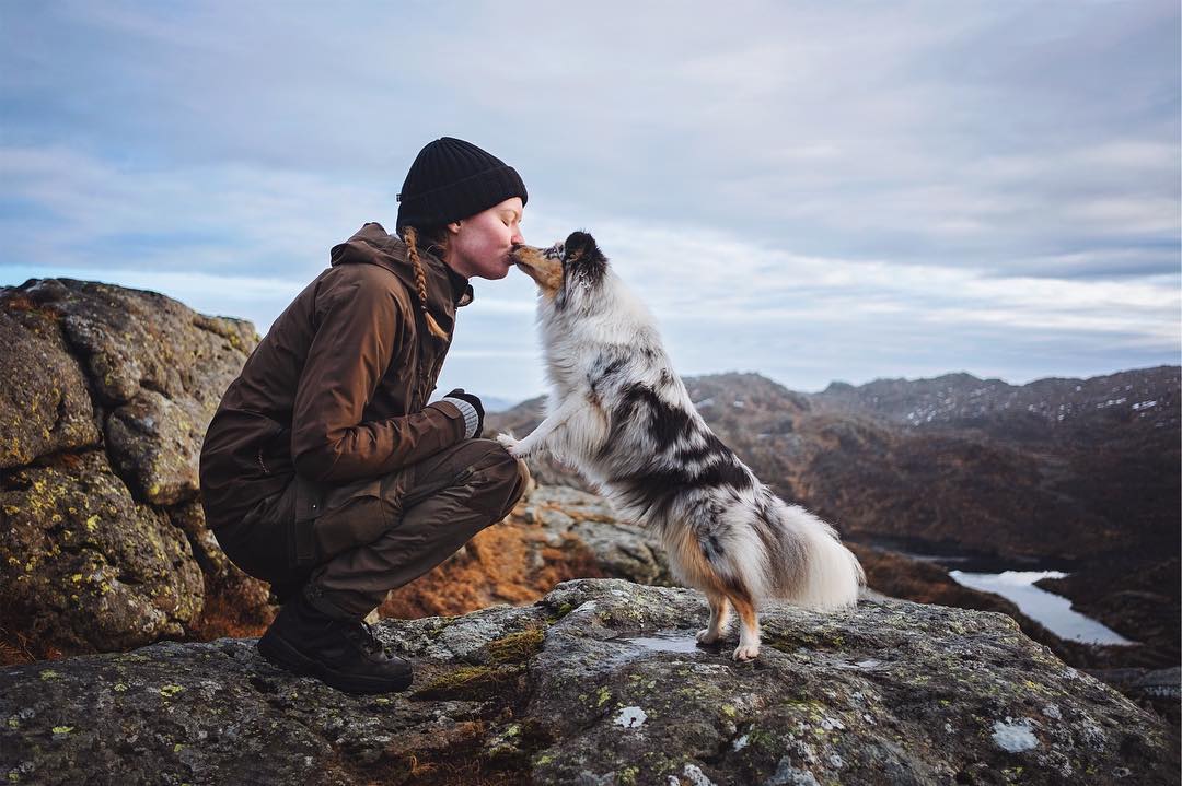 14 Surprising Facts About the Shetland Sheepdog - Page 2 of 4 - PetPress