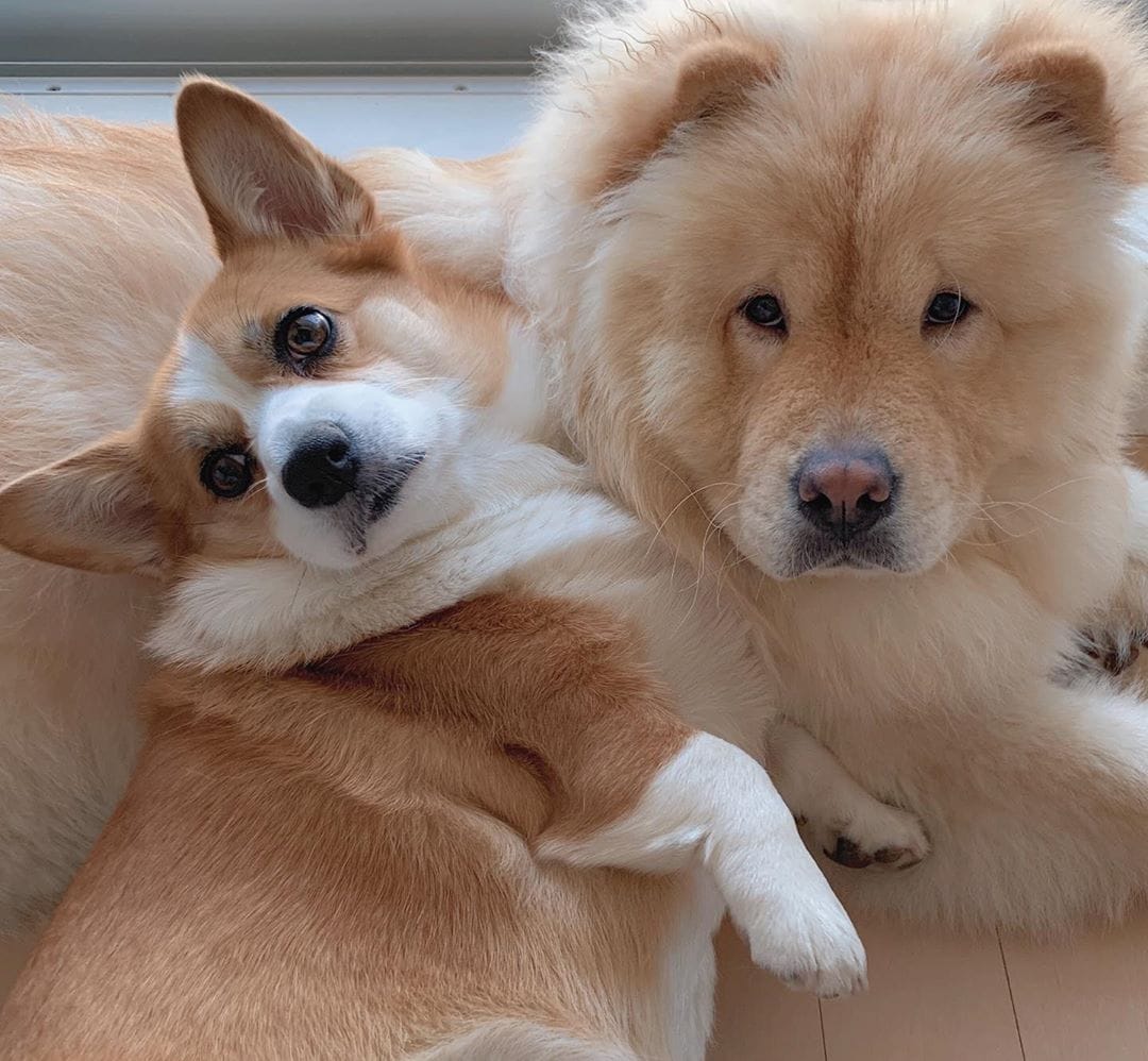 14 Fluffy Things About Chow Chows - PetPress