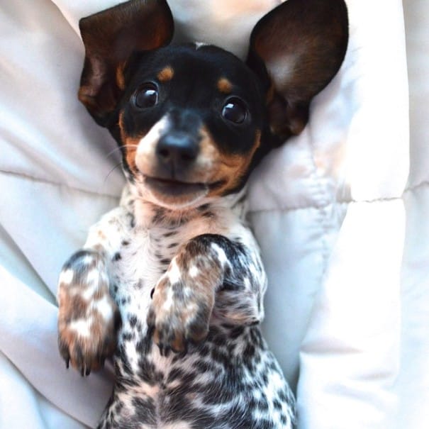 15 Photos Proving That Dachshund Puppies Are The Cutest - PetPress