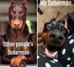 14 Funny Doberman Memes That Will Make You Smile! - PetPress