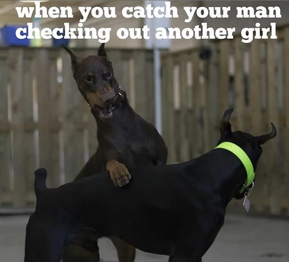 14 Funny Doberman Memes That Will Make Your Day! - Page 2 of 3 - PetPress