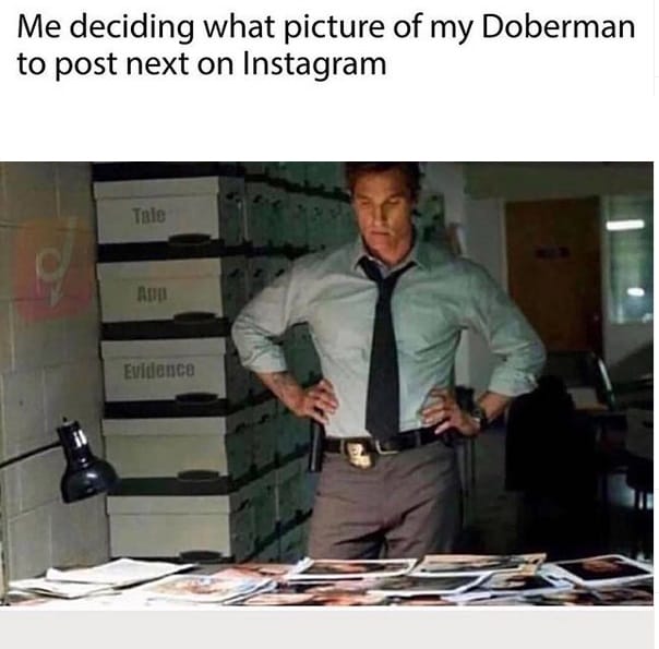 14 Funny Doberman Memes That Will Make You Smile! - PetPress
