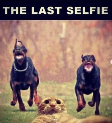 14 Funny Doberman Memes That Will Make You Smile! - PetPress