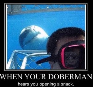 The 14 Funniest Memes That You Must Show to Your Friends Who Own ...